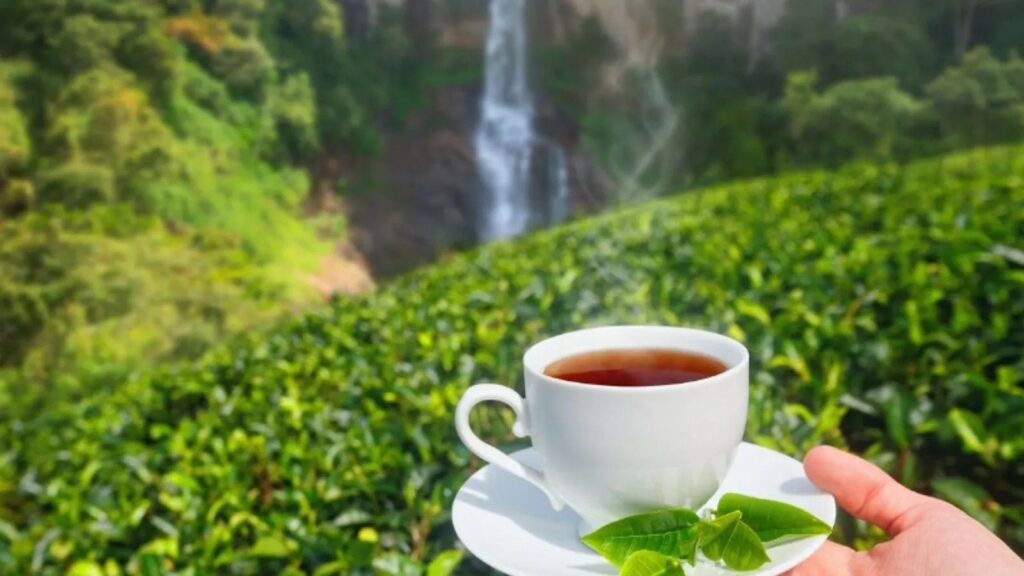 Tea worth Rs 38 million exported – Corporate Khabar